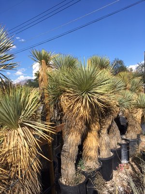 ARCTIC CACTUS - Updated July 2025 - 1455 W Prince Rd, Tucson, Arizona ...