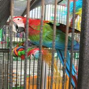 PARROTS OF THE WORLD - 105 Photos & 85 Reviews - Reptile Shops - 316 ...
