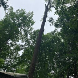 Best Tree Services Near Me - July 2025: Find Nearby Tree Services ...