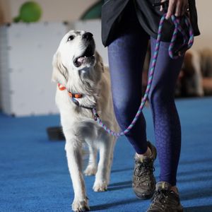 K9 DENVER - Updated June 2025 - 24 Photos - 6920 Huron St, Denver ...