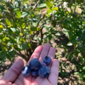 BIRINGER FARM - Updated December 2025 - 94 Photos & 43 Reviews - 21412 ...