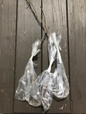 BURGESS SEED AND PLANTS - Updated July 2025 - 97 Photos & 632 Reviews ...