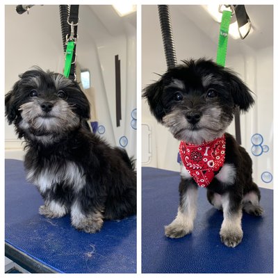 HYDRODOG BERT - Updated June 2025 - 34 Photos & 19 Reviews - Redmond ...