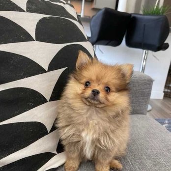 BLUE POOCH - Updated July 2024 - 740 Photos & 311 Reviews - 11737 W ...