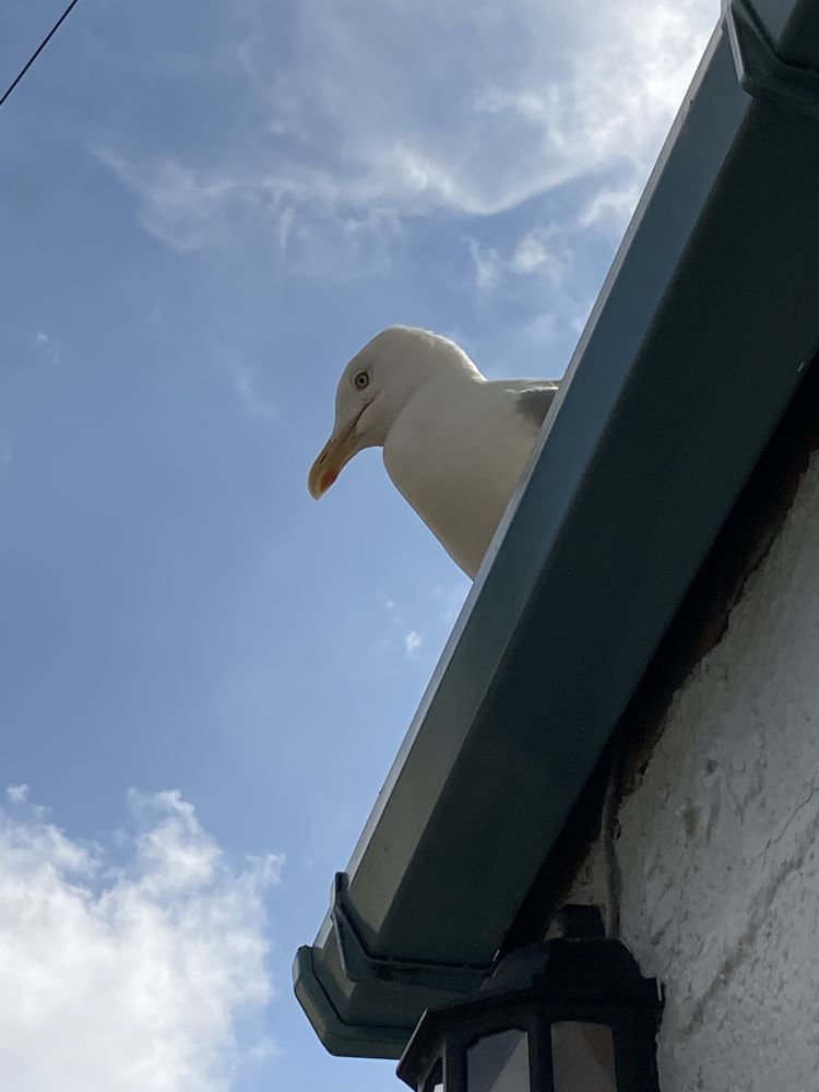 THE SHIP INN - Fore St, Polperro, Cornwall, United Kingdom - Yelp