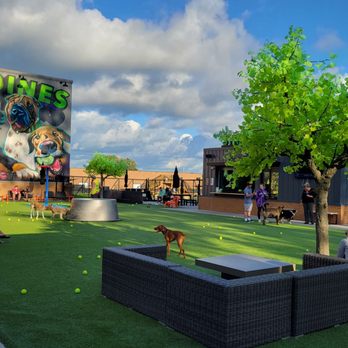 PAWS & PINTS - Updated February 2025 - 162 Photos & 72 Reviews - 6218 ...