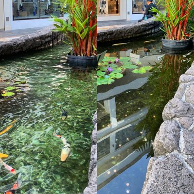 HAWAII KOI & PONDS - 60 Photos - Honolulu, Hawaii - Aquarium Services ...