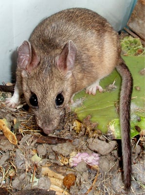 MR PACK RAT - Updated December 2025 - 30 Photos & 30 Reviews - Tucson ...