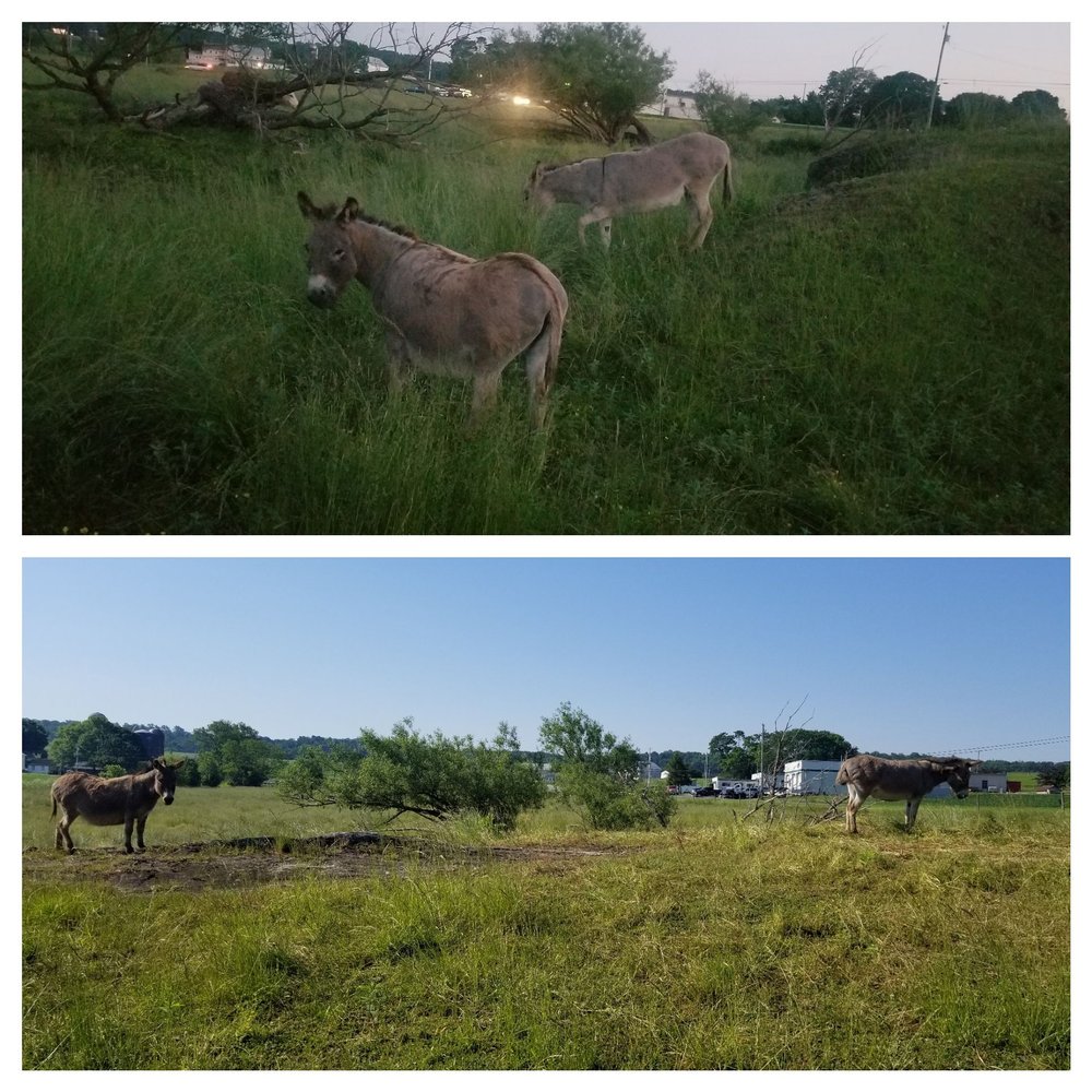 RAYBA ACRES FARM - Updated July 2025 - 183 Black Horse Rd, Paradise ...