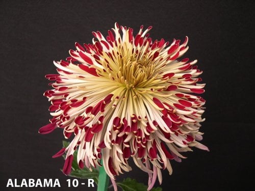 KINGS MUMS - Updated October 2025 - 14857 S Brunner Rd, Oregon City ...