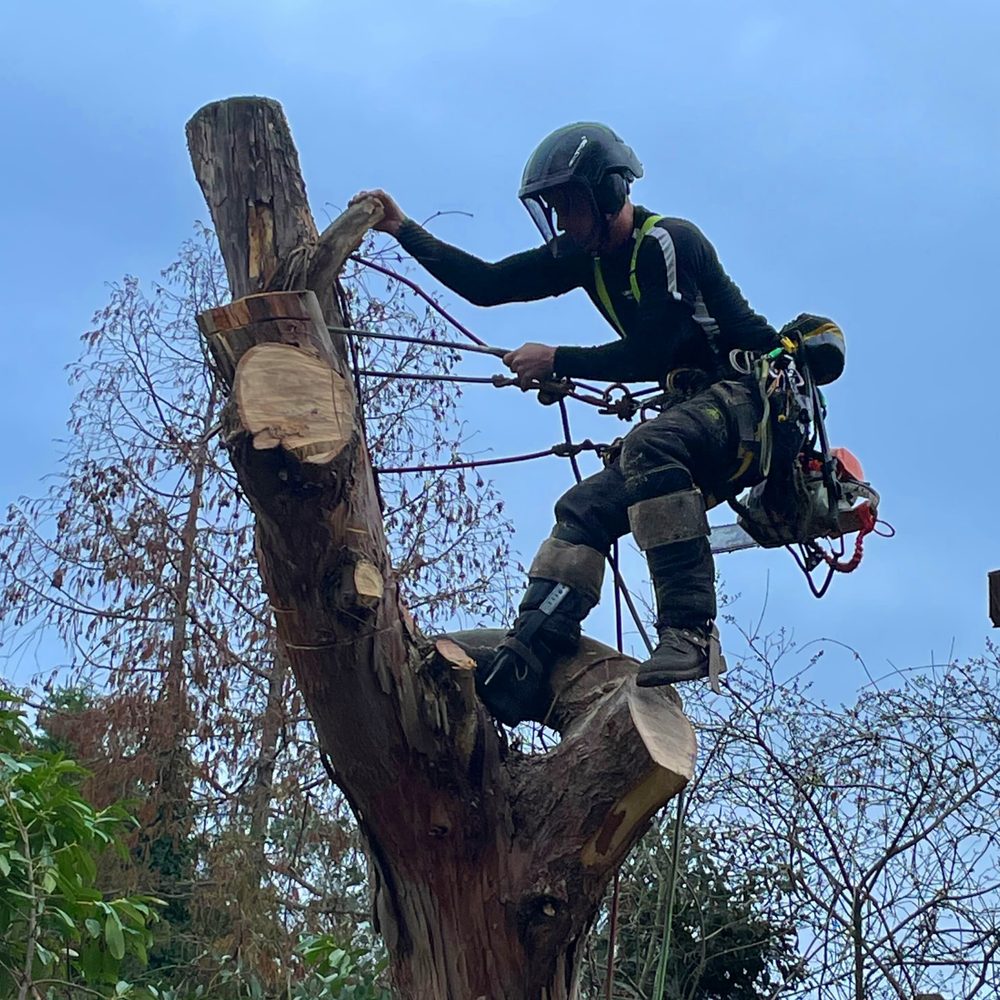 WHITE WOLF TREE SERVICE - Updated December 2025 - 90 Wakefield Court ...