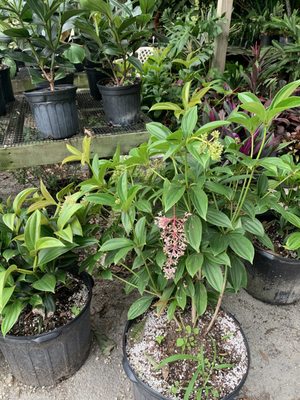 JESSE DURKO’S NURSERY - 96 Photos & 34 Reviews - 5151 SW 70th Ave ...