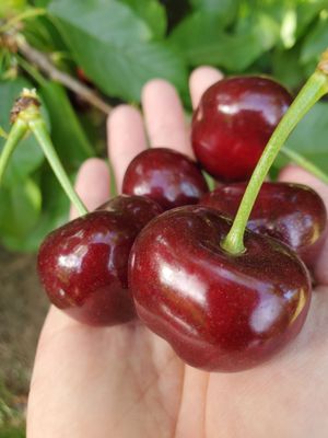 5 STAR CHERRIES - Updated May 2025 - 84 Photos & 60 Reviews - 24782 ...
