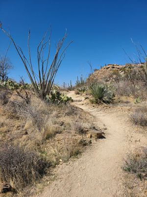 DOUGLAS SPRINGS TRAILHEAD - SAGUARO NATIONAL PARK - Updated February ...