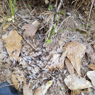 BIO-TECH PEST CONTROL - Updated October 2025 - 50 Photos & 64 Reviews ...