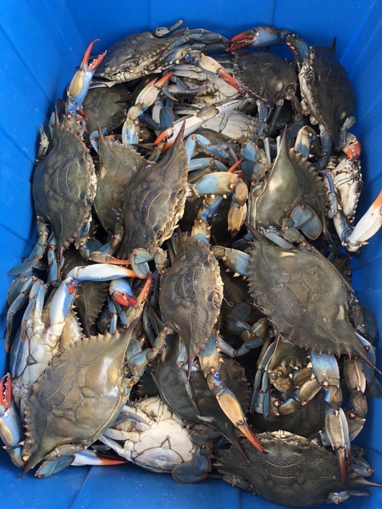 BLUE AGAVE MARKET - Updated October 2025 - 4301 Hwy 112, Forest Hill ...