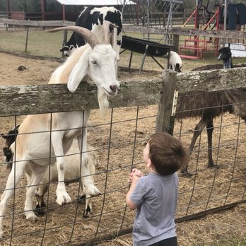 PETTING ZOO OCALA - Updated October 2025 - 96 Photos & 38 Reviews ...