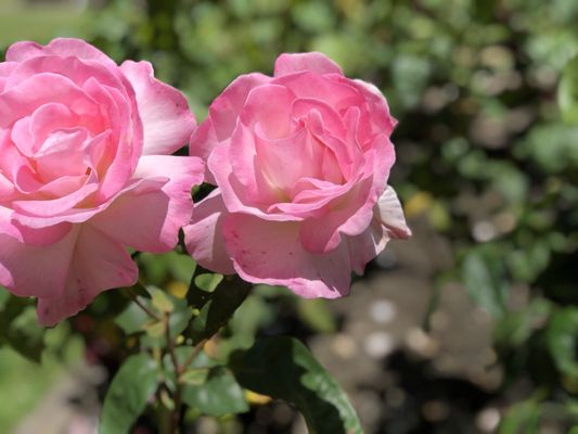 ROSE GARDEN - 473 Photos & 50 Reviews - Parks - Fulton St & Park ...