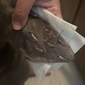 RAPS ANIMAL HOSPITAL - Updated March 2026 - 16 Photos & 24 Reviews ...