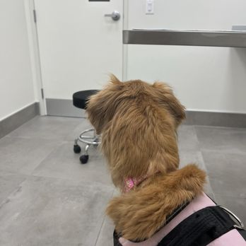 LEE ANIMAL HOSPITAL - Updated June 2024 - 40 Photos & 16 Reviews - 3035 ...