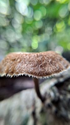 SIMPSON PARK - Updated September 2025 - 192 Photos & 19 Reviews - 5 SW ...