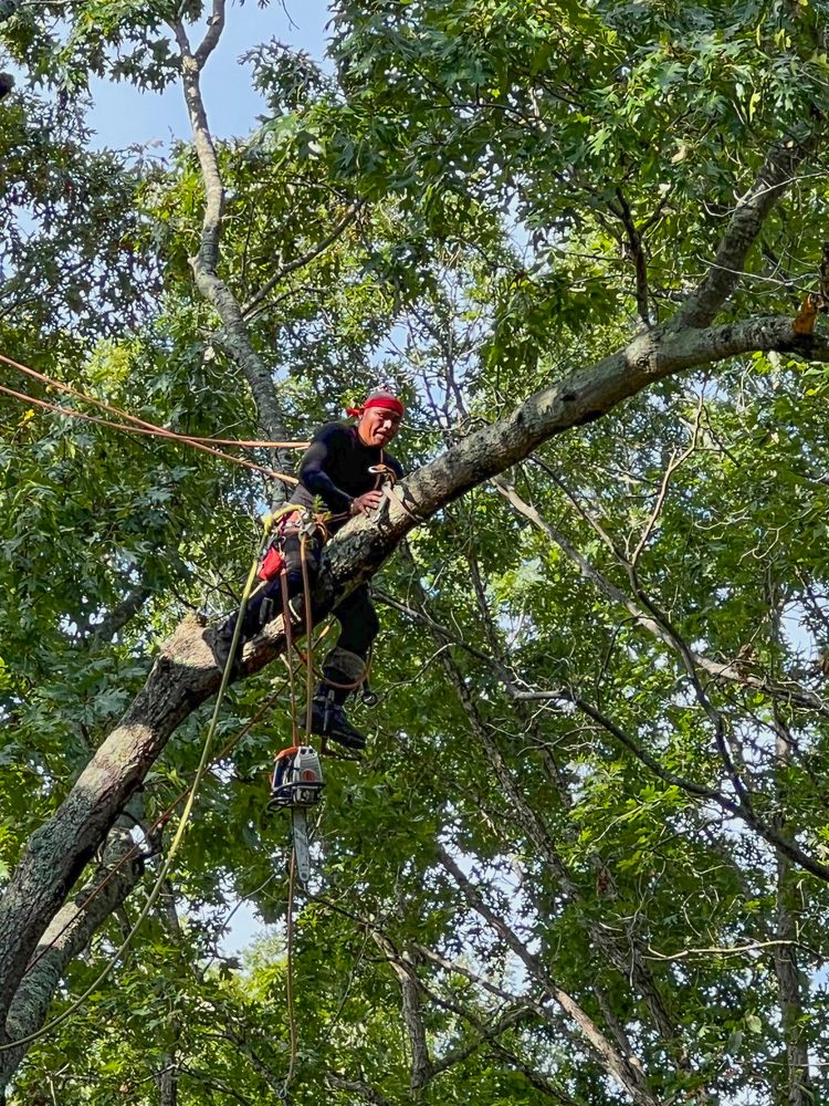 BA TREE SERVICE E&J - Updated January 2026 - 90 Photos & 13 Reviews ...