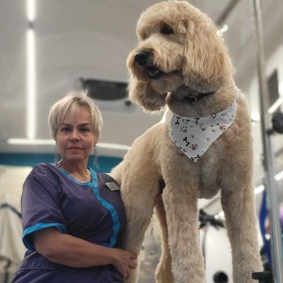 VIP GROOMING AND SITTING - Updated January 2026 - 65 Photos - West Palm ...