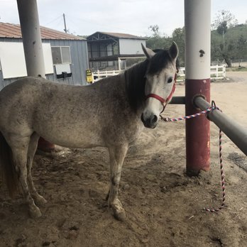 STEPP STABLES - Updated January 2026 - 26 Photos & 21 Reviews - Camp ...