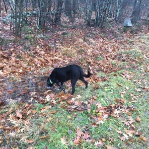 QUARRY RUN DOG PARK - 34 Photos & 20 Reviews - 1026 Ocean Ave, Portland ...