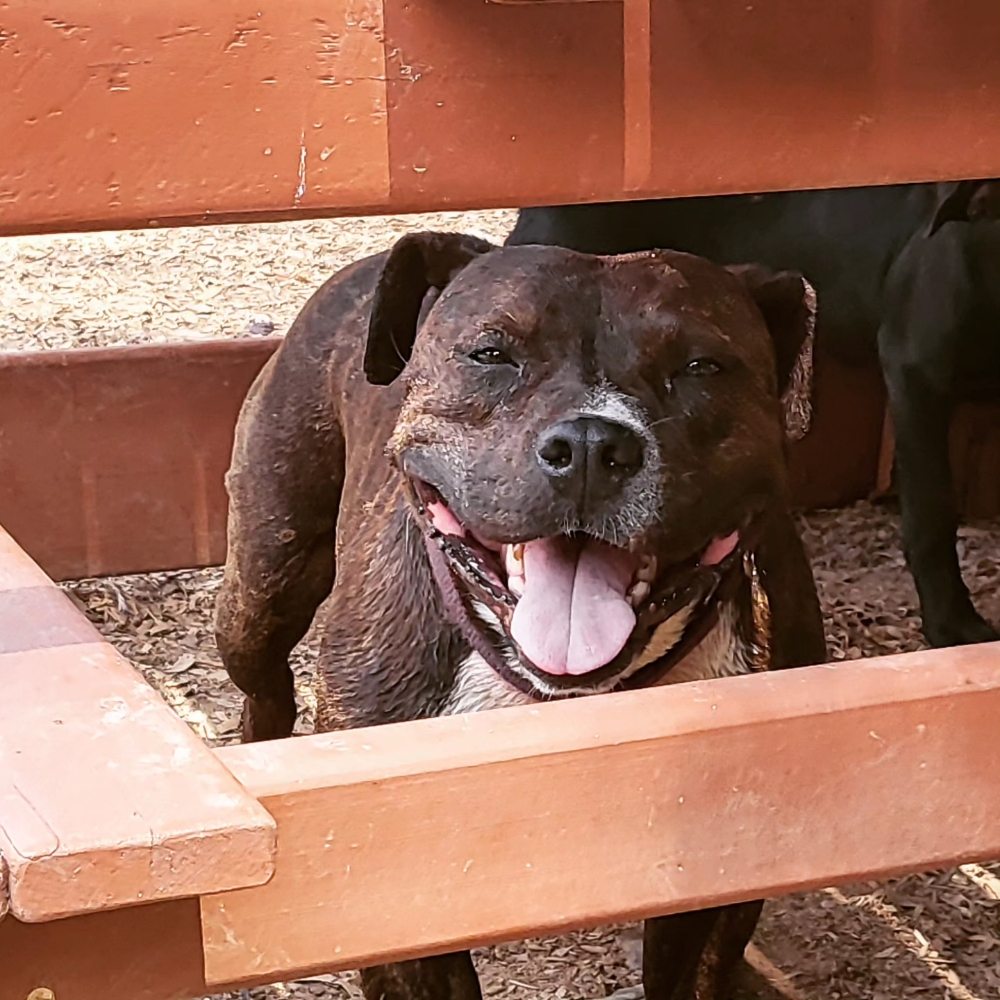 OFF THE CHAIN TRAINING & RESCUE - Updated September 2024 - 15 Photos ...