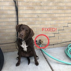 DRAIN TERRIER - 28 Photos & 61 Reviews - 6515 South Allison St ...