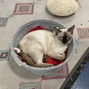 MINI CAT TOWN - 182 Photos & 81 Reviews - Pet Adoption - 2200 Eastridge ...