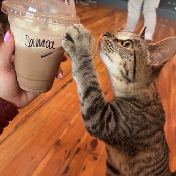 MAC TABBY CAT CAFE - Updated August 2024 - 310 Photos & 139 Reviews ...