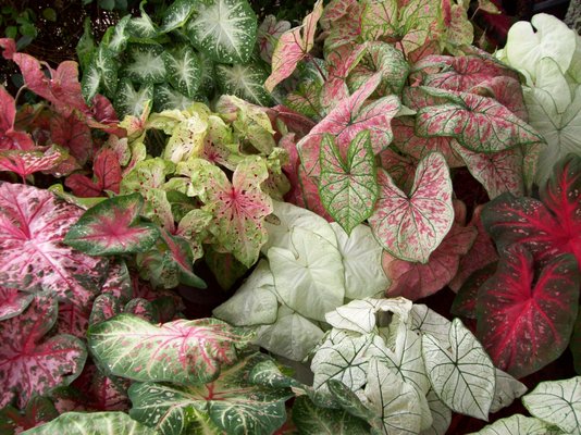 CALADIUM BULBS 4 LESS - Updated October 2025 - 16 Lemon Ln, Lake Placid ...