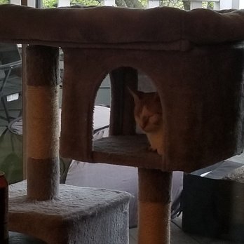 SMALL MIRACLES CAT & DOG RESCUE - Updated September 2024 - 15 Photos ...