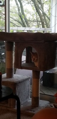 SMALL MIRACLES CAT & DOG RESCUE - 13 Photos & 60 Reviews - Pet Adoption ...