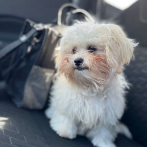 CABARRUS ANIMAL HOSPITAL - Updated September 2025 - 35 Photos & 36 ...