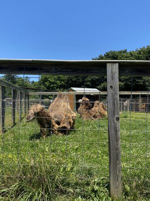 PLUMPTON PARK ZOO - Updated June 2025 - 207 Photos & 123 Reviews - 1416 ...