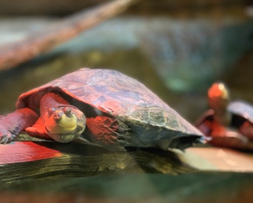 CONNECTICUT’S BEARDSLEY ZOO - 289 Photos & 134 Reviews - 1875 Noble Ave ...