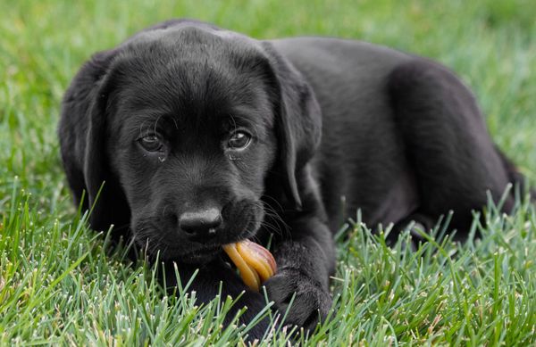 ONE STOP LABRADOR PET SHOP - Request Information - 1011 Birch St, El ...