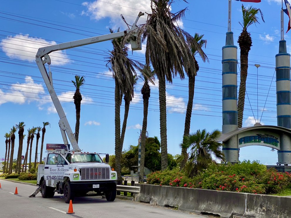 TREE FELLERS - Updated June 2024 - 21155 N Hwy 36, Brazoria, Texas ...