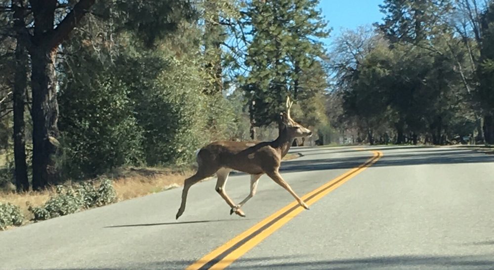 MANZANITA LAKE - North Fork, CA - Yelp