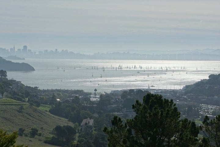 POINT TIBURON PALM TREE - Tiburon Blvd, Tiburon, California - Local ...