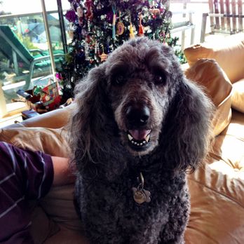 THE TAILWAGGER - Updated January 2026 - 24 Photos & 63 Reviews - 1854 S ...