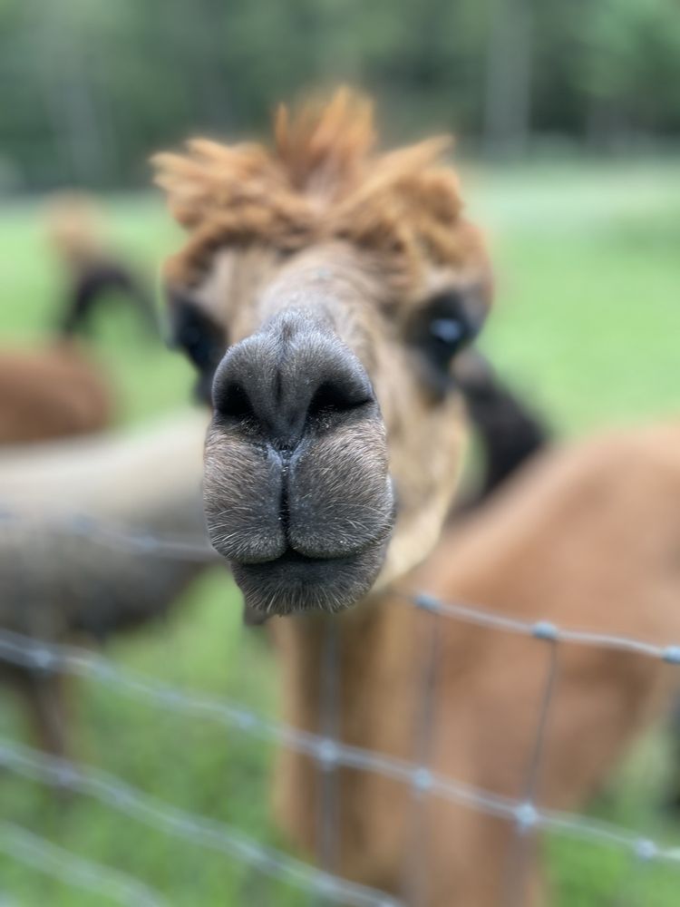ALPACA ACRES FARM AND FUN - Updated December 2025 - 40 Photos - 1557 ...