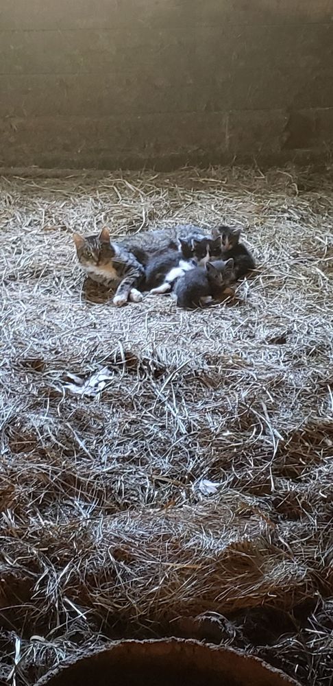 SECRET PASSAGE RANCH - 44 Photos - 321 Spring Mountain Way, Fort Valley ...