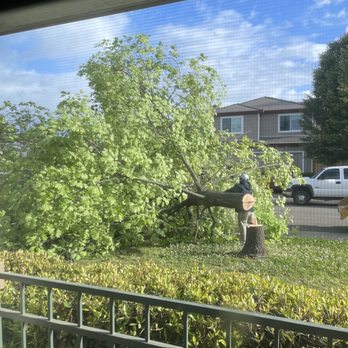 H G TREE SERVICE - Updated October 2025 - 136 Photos & 51 Reviews ...