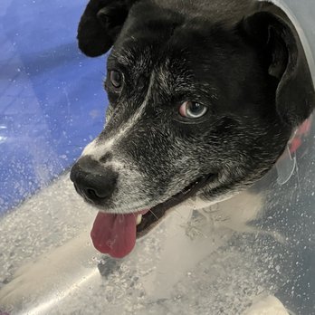 MSPCA ANGELL - 82 Photos & 695 Reviews - 350 S Huntington Ave, Boston ...