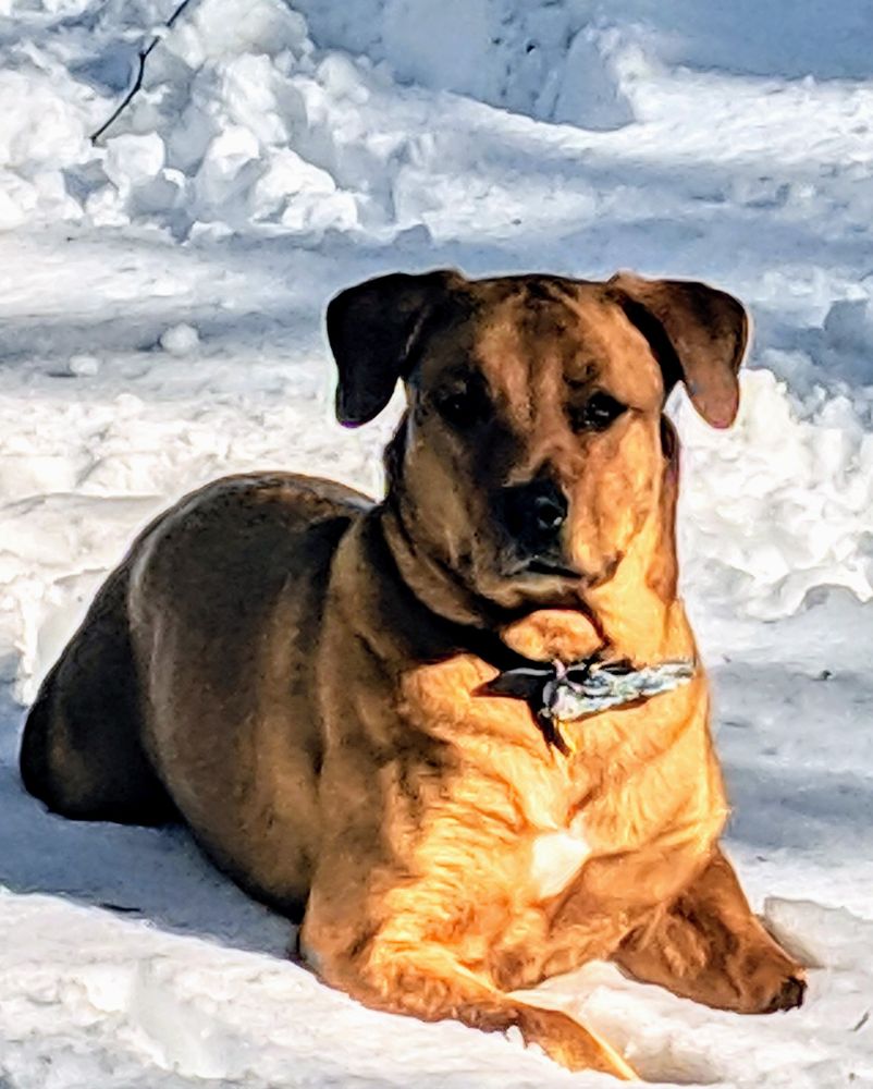 THE MUTT HUT - Updated September 2025 - 16 Photos - 16741 Paradise ...