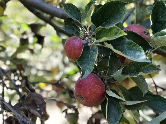 RILEY’S APPLE FARM - 298 Photos & 181 Reviews - 12201 S Oak Glen Rd ...